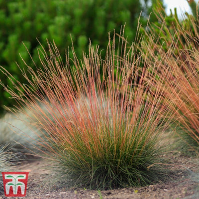 Festuca glauca Sunrise 9cm Pot x 1