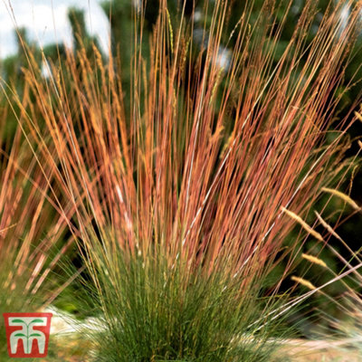 Festuca glauca Sunrise 9cm Pot x 1