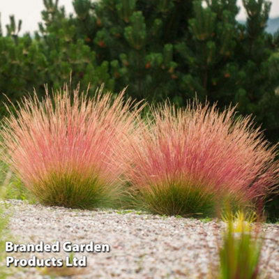 Festuca glauca Sunrise 9cm Pot x 3 | DIY at B&Q