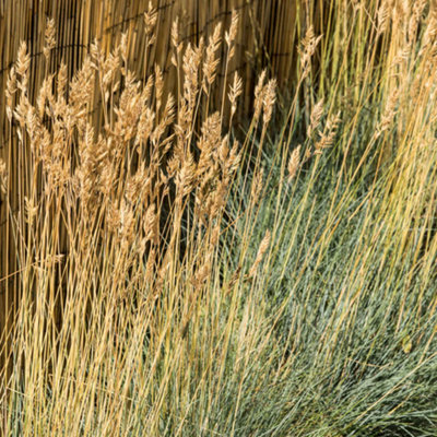 Festuca Intense Blue - Striking Blue Foliage, Evergreen Shrub, 5L Pot ...