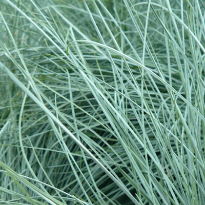 Festuca Intense Blue - Striking Ornamental Grass for Vibrant UK Gardens ...