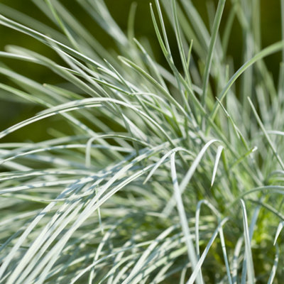 Festuca Intense Blue - Striking Ornamental Grass for Vibrant UK Gardens ...