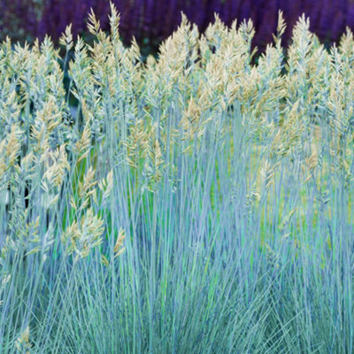 Festuca Intense Blue - Vibrant Steely Blue Foliage, Evergreen Grass ...