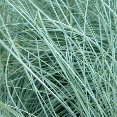 Festuca Intense Blue - Vibrant Steely Blue Foliage, Evergreen Grass ...