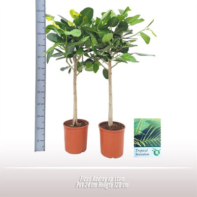 Ficus Audrey op stam, 24cm Pot Size, 120cm Tall, Fig, Indoor Houseplant