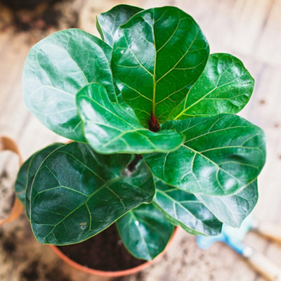 Ficus Bambino Houseplant - Fiddle-leaf Fig for Home Office, Evergreen ...
