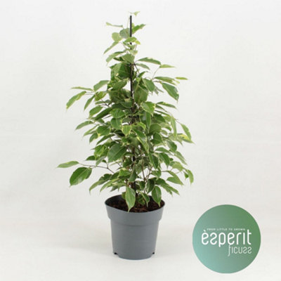 Ficus Be Golden King, 17cm Pot Size, 70cm Tall, Ficus, Indoor Houseplant