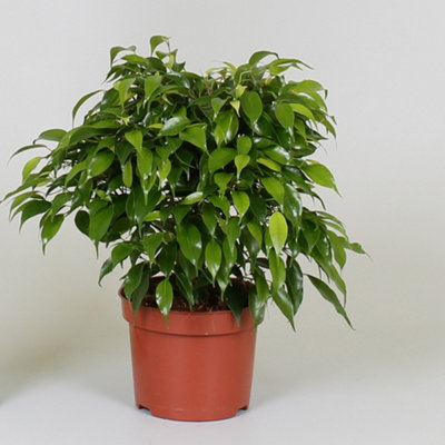 Ficus Be Green Kinky, 12cm Pot Size, 27cm Tall, Fiddle-leaf fig, Indoor ...