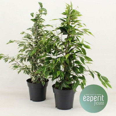Ficus Be Mixed, 17cm Pot Size, 70cm Tall, Fiddleleaf Fig, Indoor Houseplant