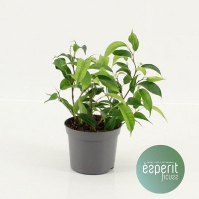 Ficus Be Natasja, 508cm Pot Size, 20cm Tall, Fiddleleaf fig, Indoor ...