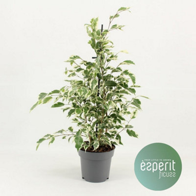 Ficus Be Twilight, 14cm Pot Size, 55cm Tall, Fiddleleaf fig, Indoor ...