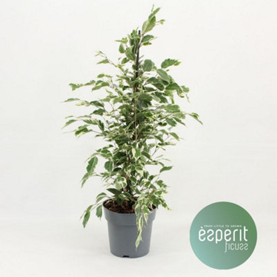 Ficus Be Twilight, 17cm Pot Size, 70cm Tall, Fiddle-leaf Fig, Indoor ...