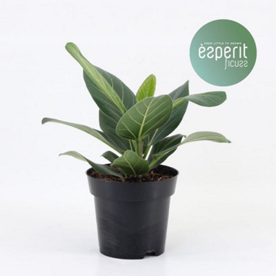 Ficus Ben Audrey, 14cm Pot Size, 30cm Tall, Fiddleleaf fig, Indoor ...
