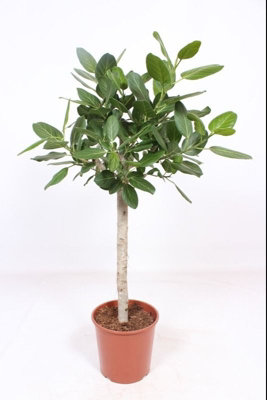 Ficus Benghalensis Stam, 30cm Pot Size, 140cm Tall, Banyan, Indoor ...