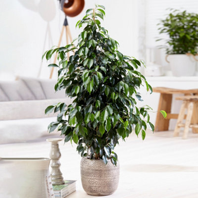 Ficus Benjamina Danielle - Indoor House Plant for Home Office, Kitchen ...