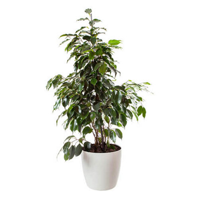 Ficus Benjamina Exotica with Pot - House Plants for Homes & Offices ...