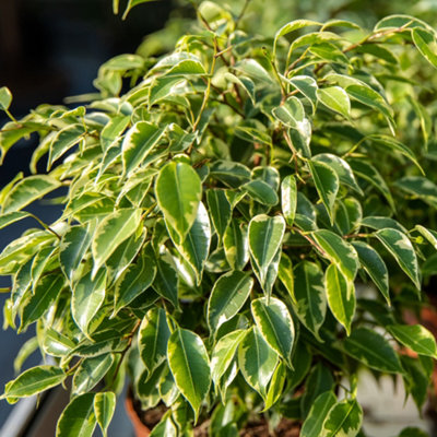 Ficus Benjamina 'Golden King': Elegant Variegated Indoor Plant, Easy ...