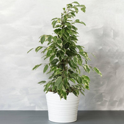 Ficus Benjamina 'Golden King' Indoor Plant: Elegant Variegated Foliage ...