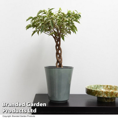 Ficus benjamina Nina braided stem 12cm Pot x 1