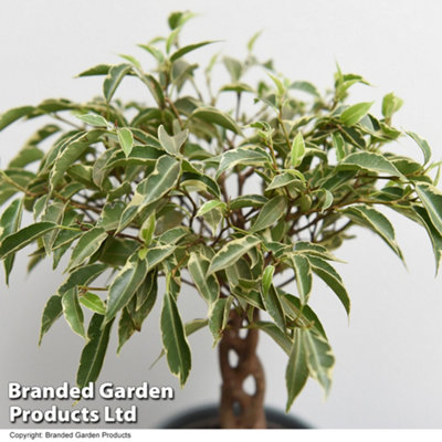 Ficus benjamina Nina braided stem 12cm Pot x 1