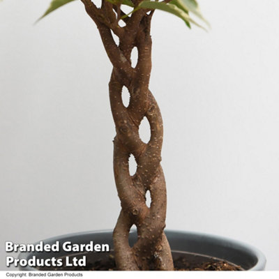 Ficus benjamina Nina braided stem 12cm Pot x 1