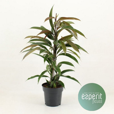 Ficus Bi Amstel King, 17cm Pot Size, 70cm Tall, Common fig , Indoor ...