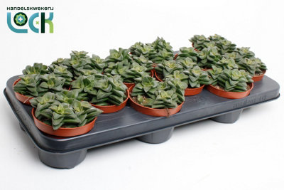 Ficus Bi Amstel King, 17cm Pot Size, 70cm Tall, Common fig , Indoor ...