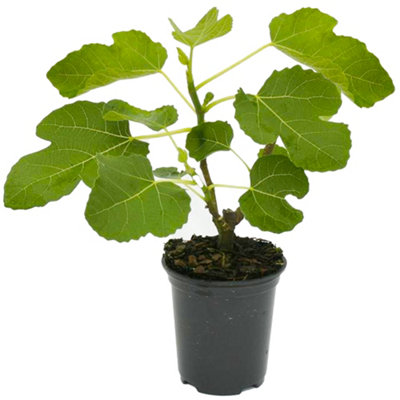 Ficus 'Brown Turkey' - Dwarf Fig Tree with Sweet Fruits, Compact Size ...