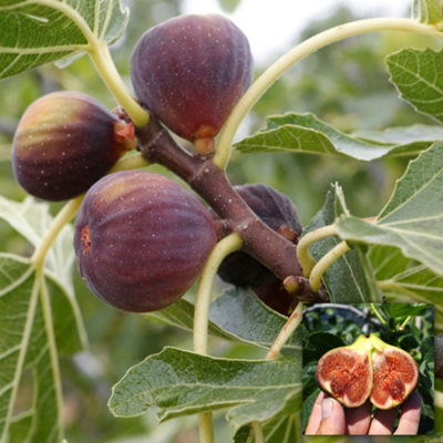 Ficus 'Brown Turkey' - Dwarf Fig Tree with Sweet Fruits, Compact Size ...