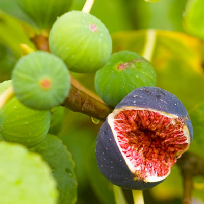 Ficus 'Brown Turkey' - Dwarf Fig Tree with Sweet Fruits, Compact Size ...