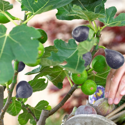 Ficus 'Brown Turkey' - Dwarf Fig Tree with Sweet Fruits, Compact Size ...