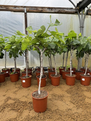 Ficus Brown Turkey Fig Tree 3ft Tall Large Supplied in a 4 Litre Pot ...