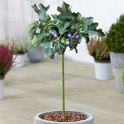 Ficus Brown Turkey Patio Tree - Stunning Variety, Ideal for UK Gardens ...