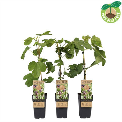 Ficus Carica Little Miss Figgy, 15cm Pot Size, 50cm Tall, Fig, Indoor ...