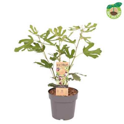 Ficus Carica Little Miss Figgy, 21cm Pot Size, 60cm Tall, Fig, Indoor ...
