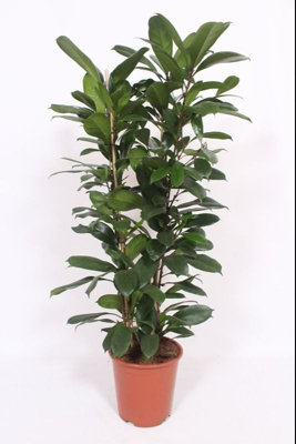 Ficus Cyathistipula 2pp, 27cm Pot Size, 120cm Tall, African Fig,Indoor ...
