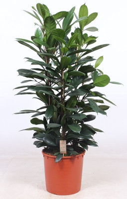 Ficus Cyathistipula 3pp, 34cm Pot Size, 130cm Tall, African Fig,Indoor ...
