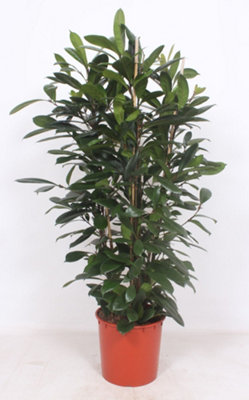 Ficus Cyathistipula 3pp, 34cm Pot Size, 190cm Tall, Fig, Indoor Houseplant