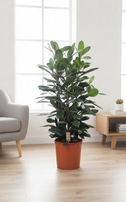 Ficus Cyathistipula 3pp Pot size 34 Cm Height 150 Fig Indoor Houseplant
