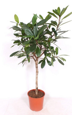 Ficus Cyathistipula Stam, 30cm Pot Size, 150cm Tall, Hill Fig, Indoor ...