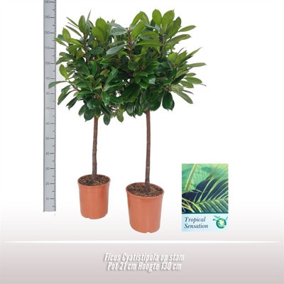 Ficus Cyatistipula Stam, 24cm Pot Size, 130cm Tall, Fiddleleaf fig ...
