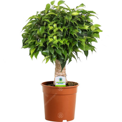 Ficus Dark Green Kinky Stem - Unique Twisted Trunk, Lush Dark Foliage ...