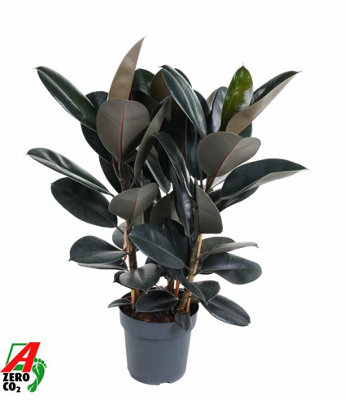 Ficus El Abidjan 3pp, 27cm Pot Size, 100cm Tall, Elastica Ficus,Indoor ...