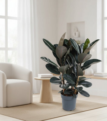 Ficus El Abidjan 3pp Pot size 27 Cm Height 100 Rubber plant elastica ...