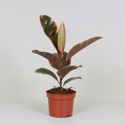 Ficus El Belize, 12cm Pot Size, 30cm Tall, Rubber plant, Indoor Houseplant