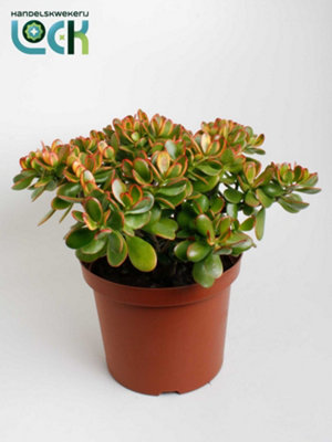 FICUS EL BELIZE, 17CM POT SIZE, 55CM TALL, BELIZE FIG , INDOOR HOUSEPLANT