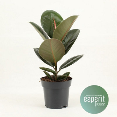 Ficus El Robusta, 14cm Pot Size, 40cm Tall, Robusta fig , Indoor Houseplant