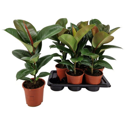 Ficus El Robusta, 17cm Pot Size, 55cm Tall, Rubberplant, Indoor Houseplant