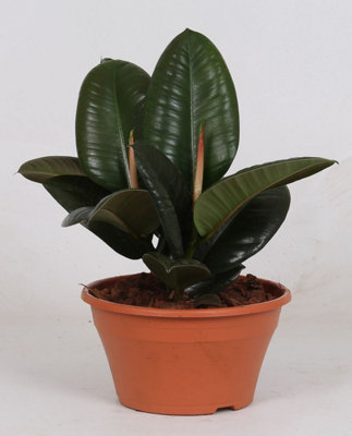 Ficus El Robusta, 23cm Pot Size, 35cm Tall, Rubberplant, Indoor Houseplant