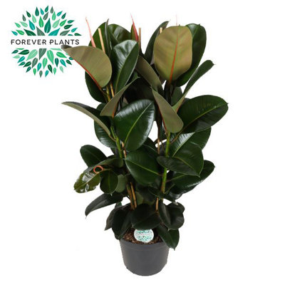 Ficus El Robusta 3pp, 35cm Pot Size, 140cm Tall, Rubber.fig, Indoor ...